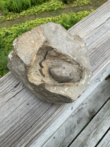 Prehistoric Fossil Broken Egg Shell Yoke In Sandstone Matrix | eBay