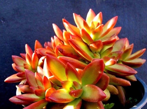 Sedum Adolphi FIRESTORM Nice STRONG Color Succulent 2 Cuttings / pups ...
