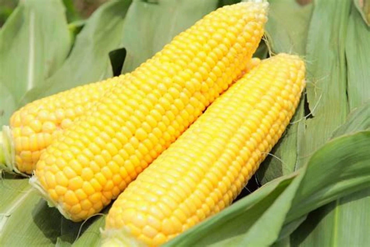 Super Sweet Corn Varieties