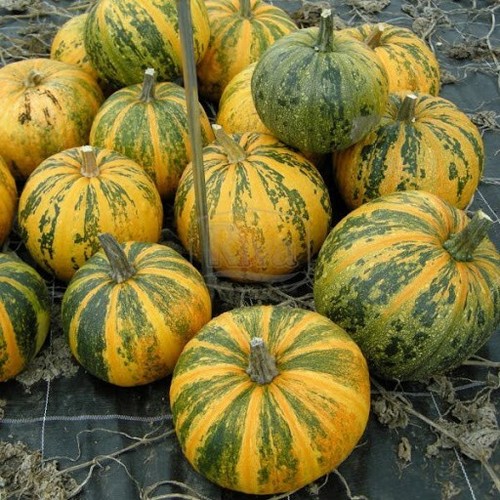 Pumpkin seeds, 25 rare seeds Styrian Pumpkin,Gymnosperm pumpkin Naked ...