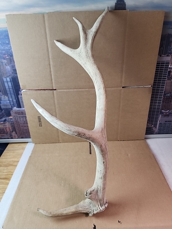 Natural real elk antler shed decor crafts rustic antlers display home ...