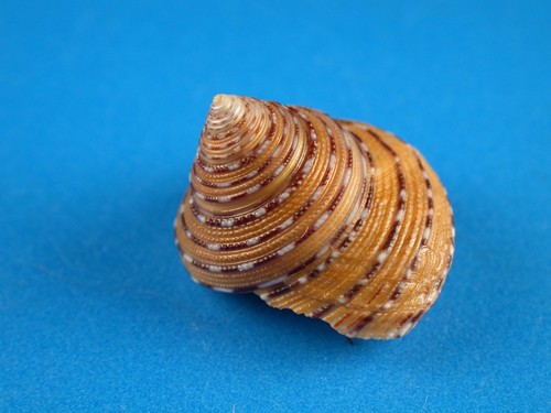 Calliostoma tricolor, Great Sculpture, 19.8mm, California Shell | eBay