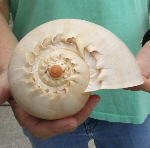 8 inch Philippine Crowned Baler Melon Shell - Melon seashell #49462 | eBay