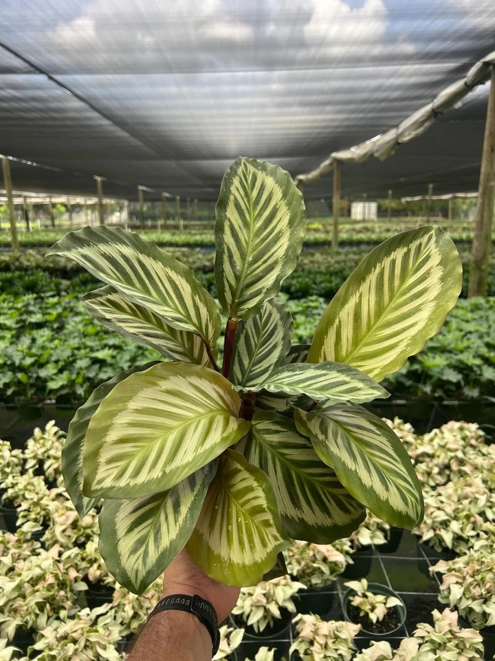Calathea Cora Roseopicta | Prayer Plant Live Indoor and Outdoor Plant ...