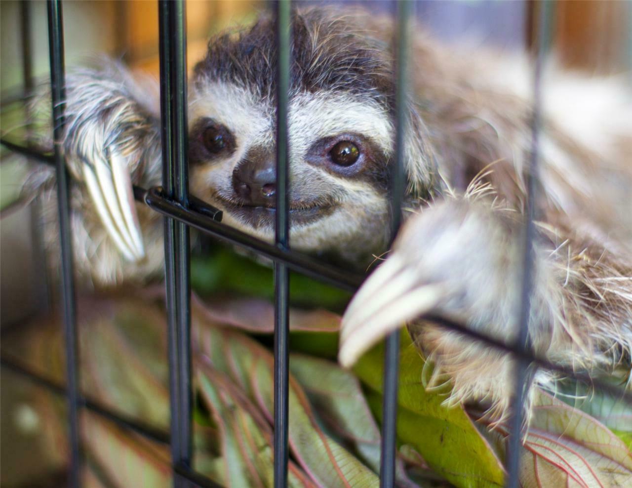 FUNNY SLOTH GLOSSY POSTER PICTURE PHOTO cute cool lazy sleep baby tree ...