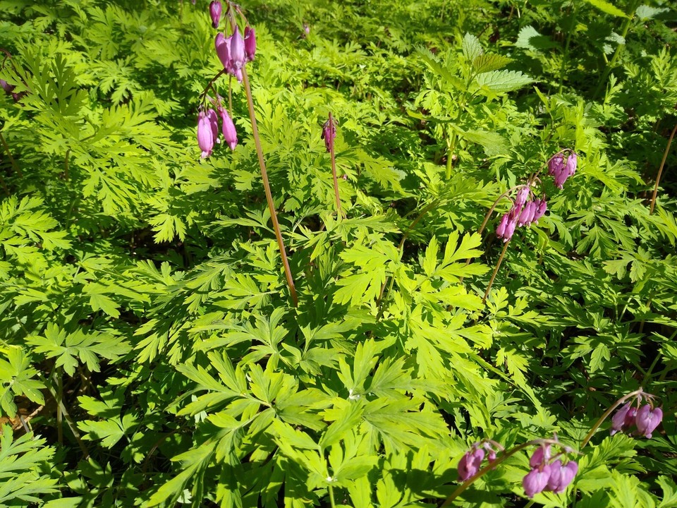 5 Bleeding Hearts Pink Pacific LIVE PLANTS Bare Root Dicentra Wild ...