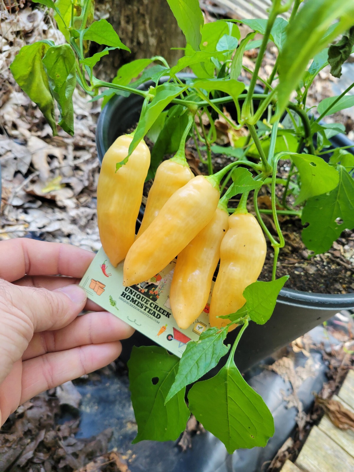 Sugar Rush Pepper Seeds 50,000-100,000 Scoville SHU Unique Creek ...