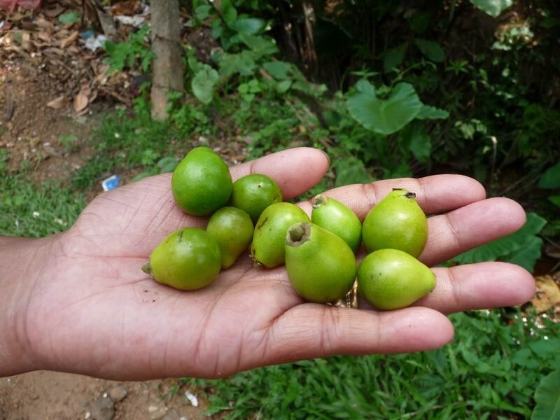 Dried Leaves Gmelina arborea Gamhar Beachwood Leaf Strong Ceylon Herbs ...