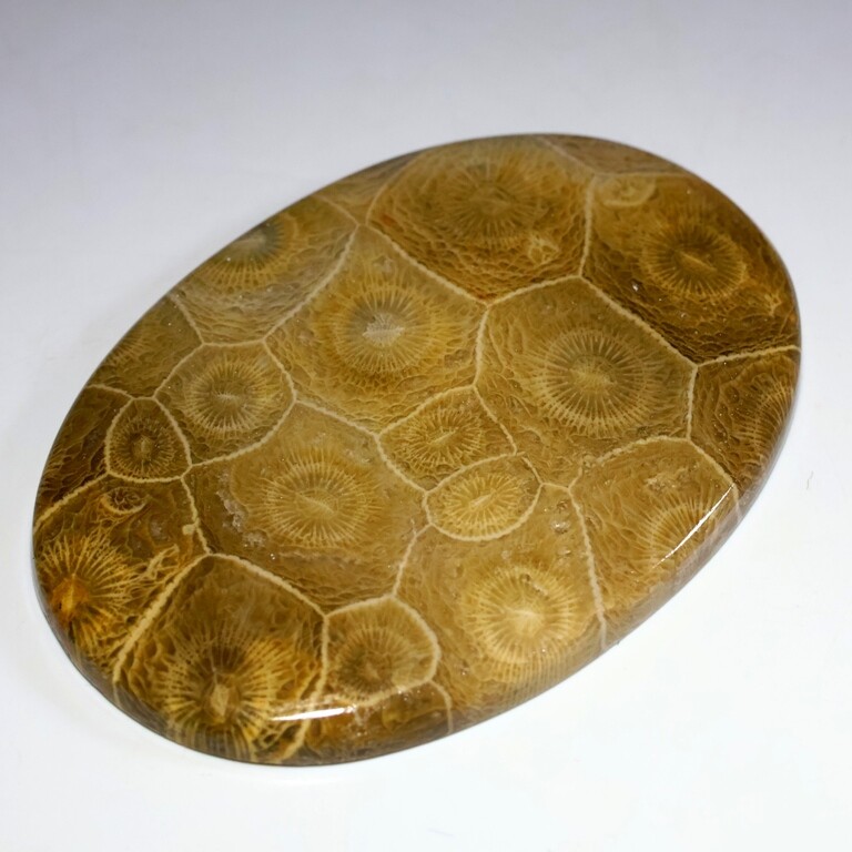 WHOLESALE LOT NATURAL HEXAGONARIA PETOSKY CORAL OVAL CABOCHON GEMSTONE ...