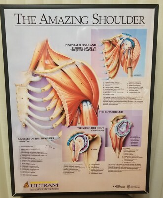 Teaching & Education Supplies - Anatomical Chart Poster