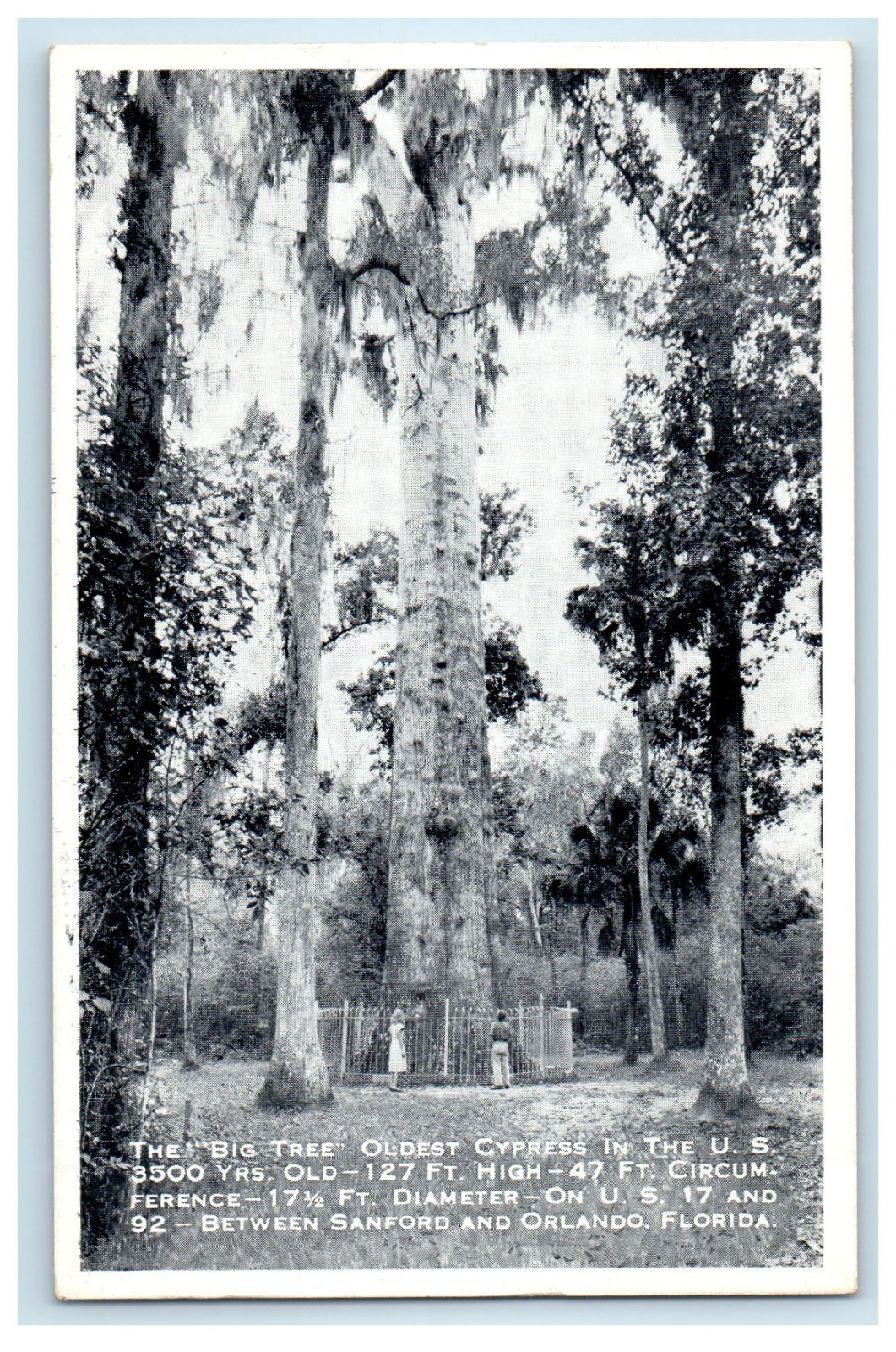 The Big Tree Oldest Cypress Between Sanford And Orlando FL Vintage ...