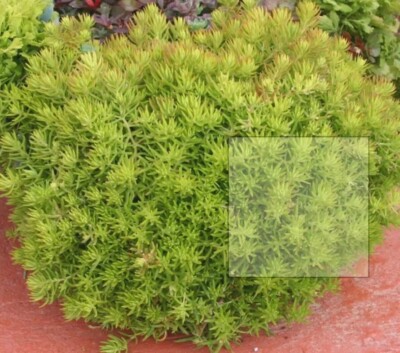 25 + Fresh Cuttings , Sedum 'Gold Mound' / Sedum mexicana , Alpine ...