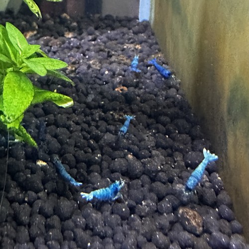 10+ Extreme Blue Bolt Caridina Shrimp - FREE 2 DAY SHIPPING - Live ...