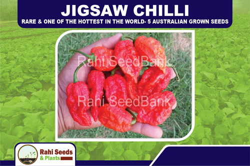 Jigsaw Chilli - Rare & one of the Hottest in the World- 5 Australian ...