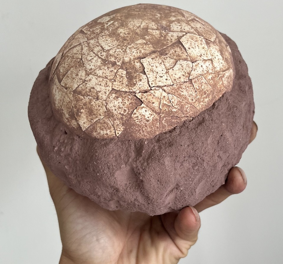 Unique Segnosaur Dinosaur Egg Fossilized Crystallized Fossil Jurassic ...