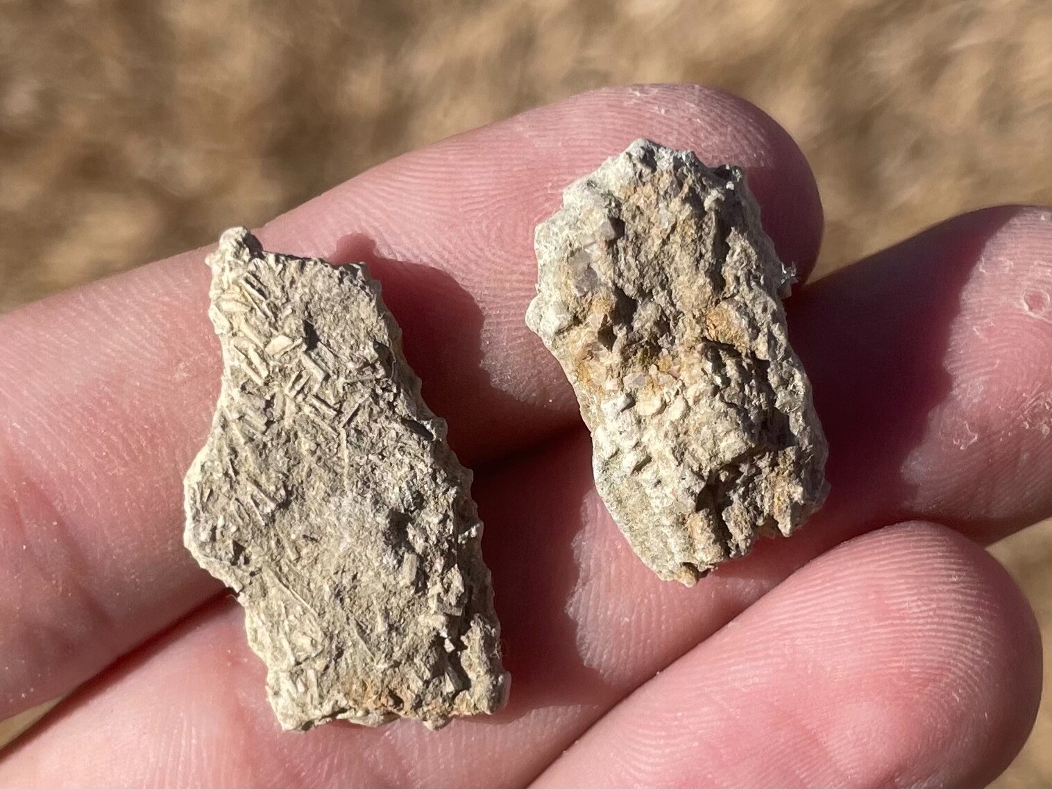 Alabama Fossil Crinoids Mississippian Trilobite Age | eBay