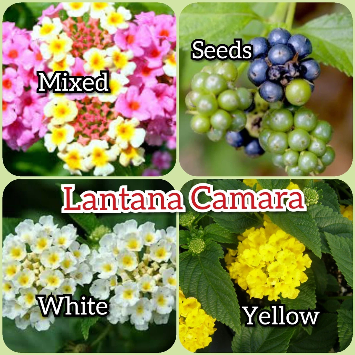 Lantana Seeds