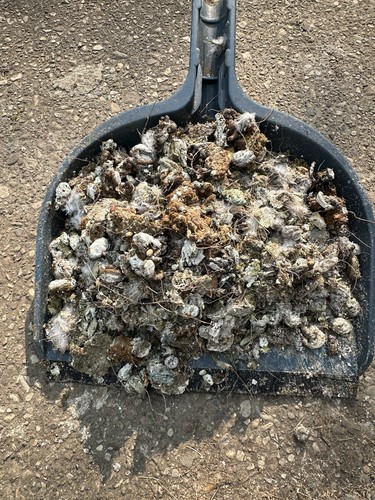 Pigeon Poop | eBay