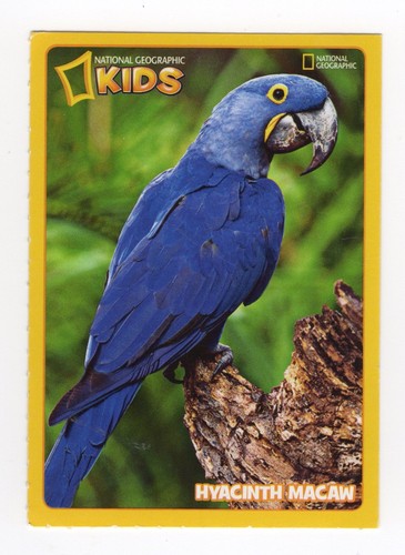 National Geographic Animal & Birds Card. Hyacinth Macaw | eBay