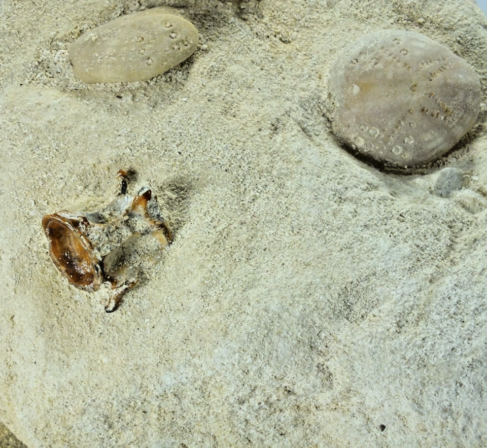 Fossil Echinoids & Fish Mouth Plates on Matrix Portland Victoria ...