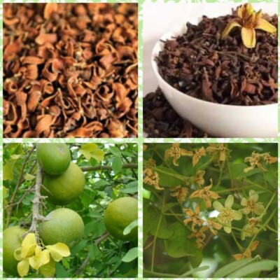 Dried Golden Apple Beal fruit flowers Aegle marmelos rutaceae Bevera ...