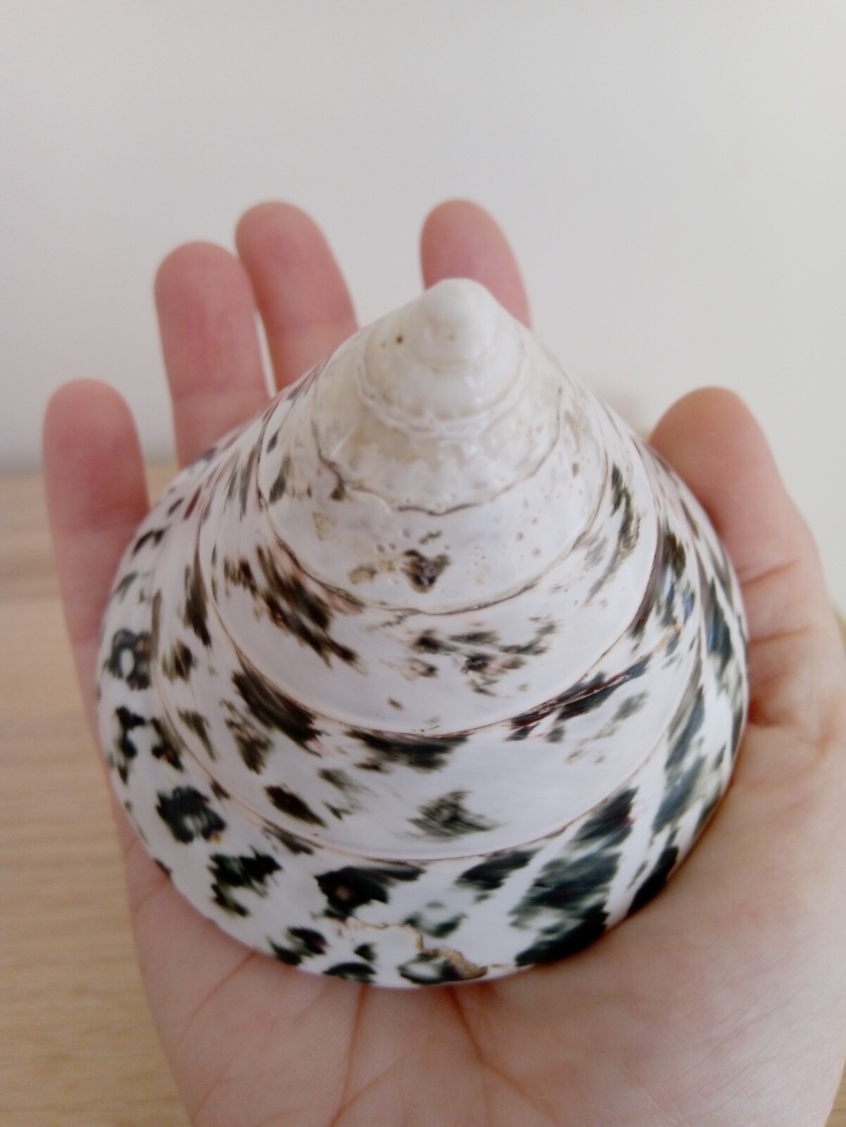 Beautiful Palm Sized Green & White Trochus Shell Specimen | eBay