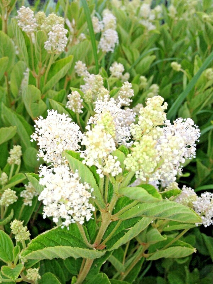 25+NEW JERSEY TEA Herb Seeds Native Wildflower Bush Shrub Shade Garden ...
