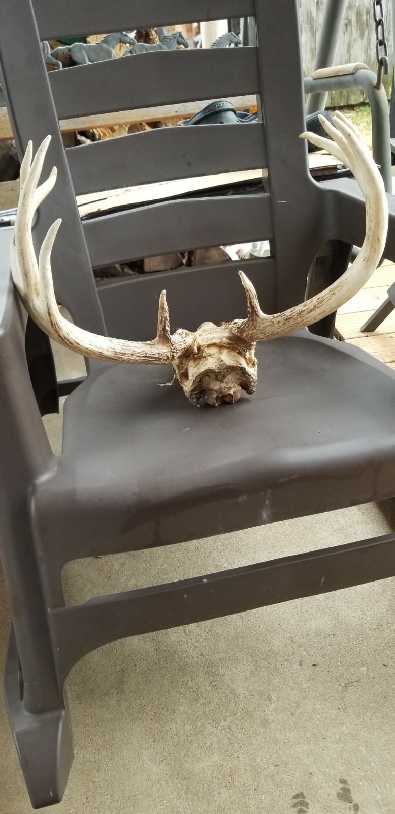 Wild Weathered White Tail Buck Deer Rack 10 Point 18" Spread | eBay