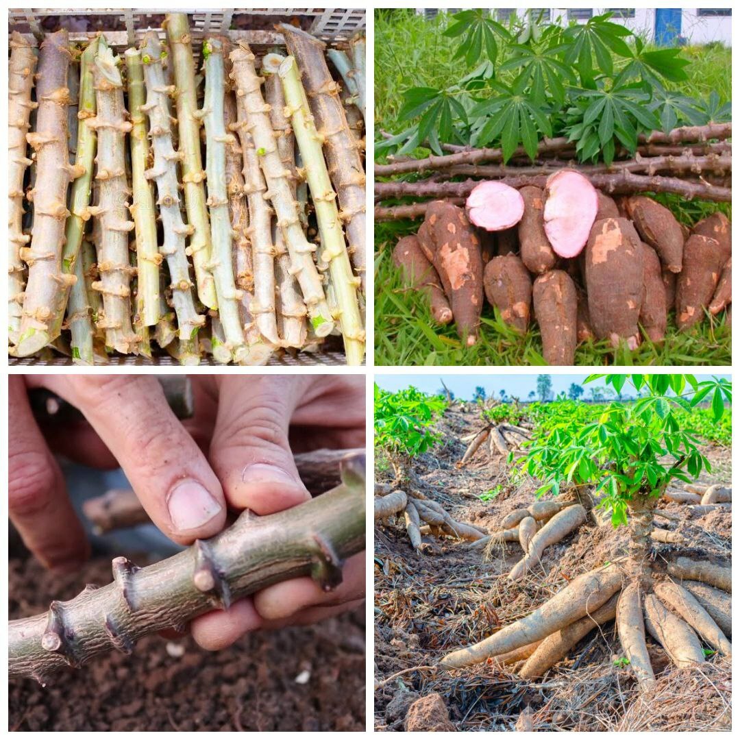 Cassava Plant Tapioca