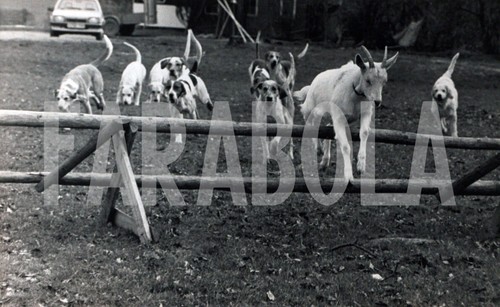 Vintage Photo Zebedeo, the deer leads the hunt, print 19x13 cm | eBay