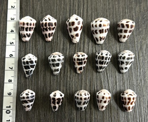 Hebrew Cone Shell from Japan Okinawa shell 15pieces | eBay