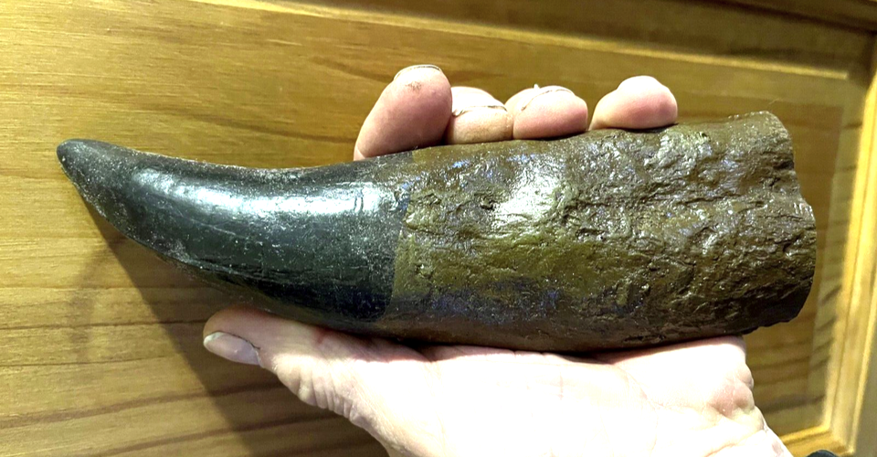 8 INCH LONG TYRANNOSAURUS REX TOOTH REPLICA FOSSIL T-REX DINOSAUR ...