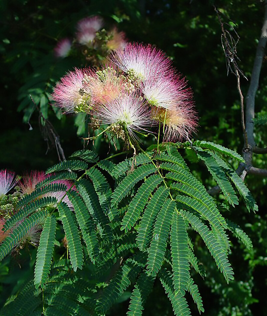 Mimosa Silk Tree, Albizia julibrissin, Seeds (Fast, Hardy, Fragrant) | eBay