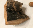 Abraham's Oak Bark Relic Tree of Mamre Acorns Hebron Ancient Holy Site ...