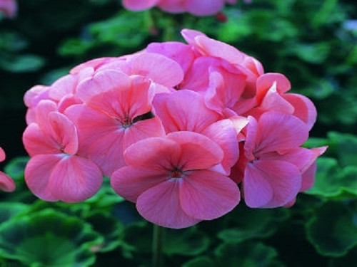 15 Geranium Seeds Saturn Deep Salmon | eBay