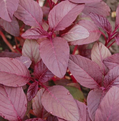 RED GARNET AMARANTH SEEDS 2000+ VEGETABLE annual HERB garden MICRO ...