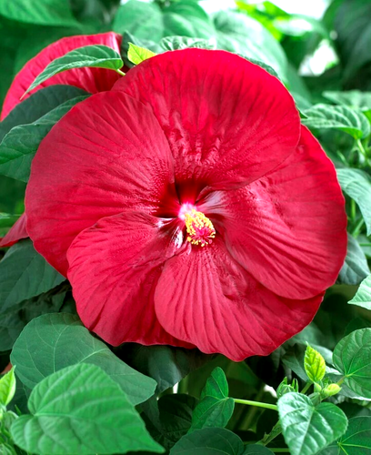 Hibiscus Luna Red Live Plant - 4-6" Tall - Hardy Vibrant Red Bush ...