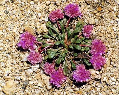 4 graines Cistanthe Umbellata(= Calyptridium Umbellatum)H310 PUSSY PAWS ...