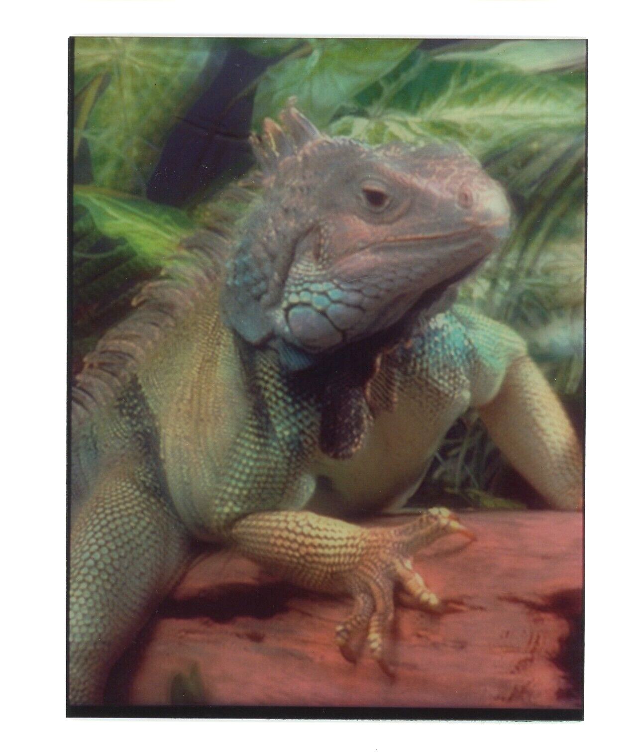 Iguanas Reptiles Lizard Demo Photo Print 3.5" x 4.5" Lenticular 3D ...