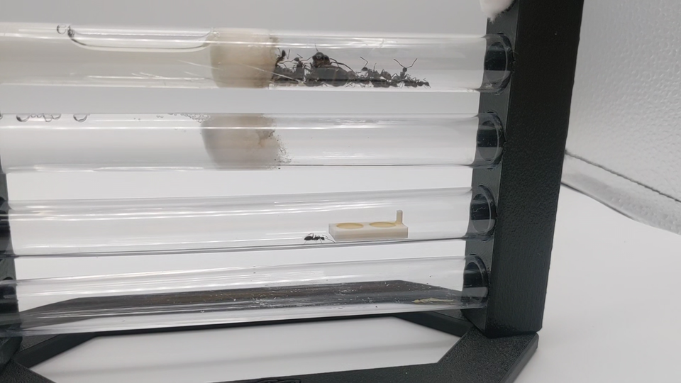 LAY FLAT Ant Colony Founding Formicarium -5x150mm Connected Test Tubes ...