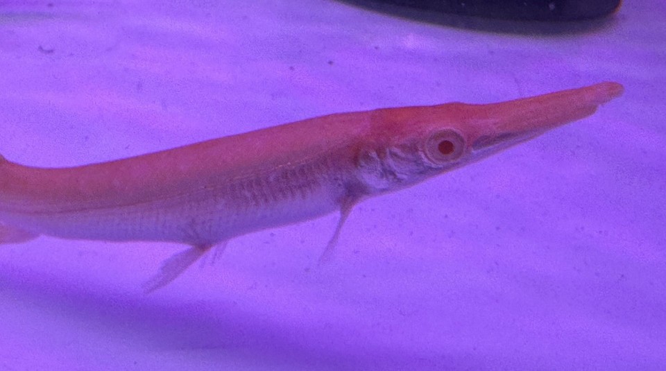 LIVE TROPICAL Fish- golden Albino alligator Gar 8-8.5 Inch | eBay