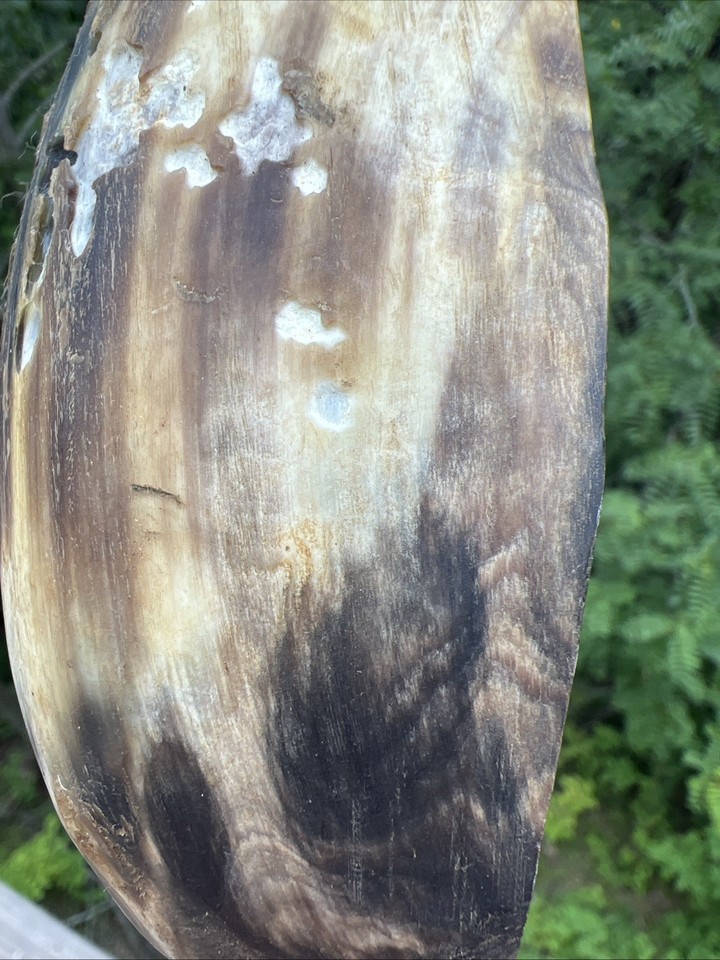 Original Native American Indian Hand carved Goat Horn Spoon; Late 19th ...