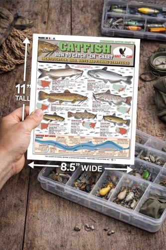 How to Catch 'Em Catfish Identification #13 (Identification, Rigs ...