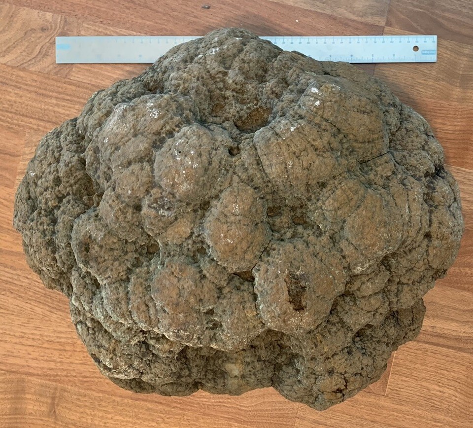 Huge Geodized Fossil Indiana Crystal Geode Crinoid Calyx 98.6 Lbs 18x14 ...