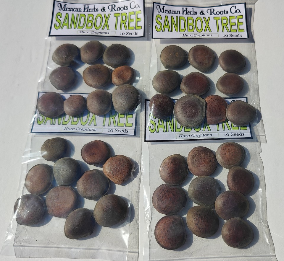 sandbox tree 10 seeds (Hura crepitans, possumwood, jabillo ) | eBay