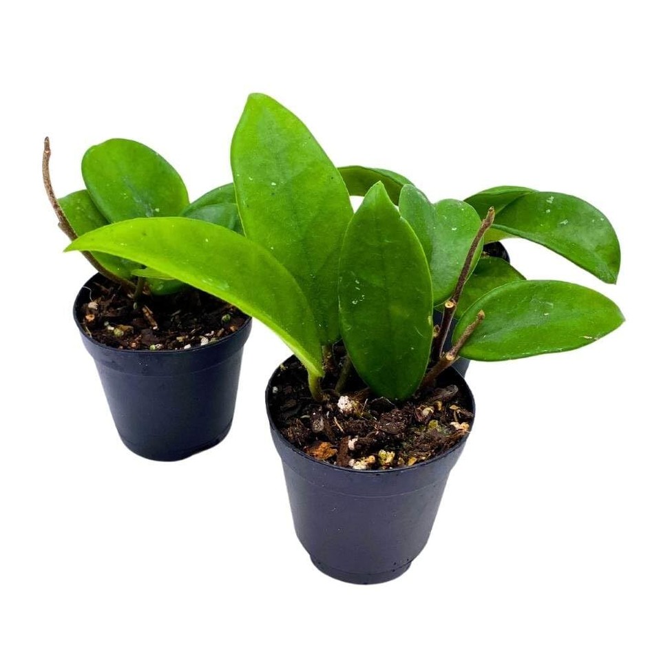 Hoya Carnosa 2 inch Set of 3 Honey Wax Plant Porcelain Flower Tiny Mini ...