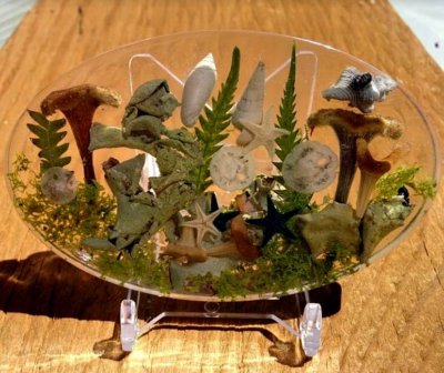 Tropical Florida ocean sun catcher beach art novelty sea shells ...