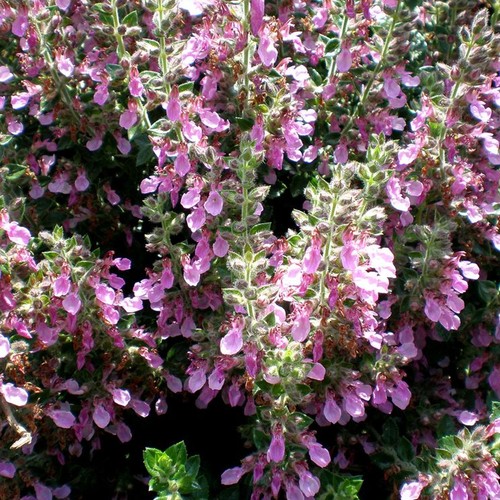 Teucrium Lucidrys Germander Aromatic Shrub Pink Flowering Plant | 11cm ...