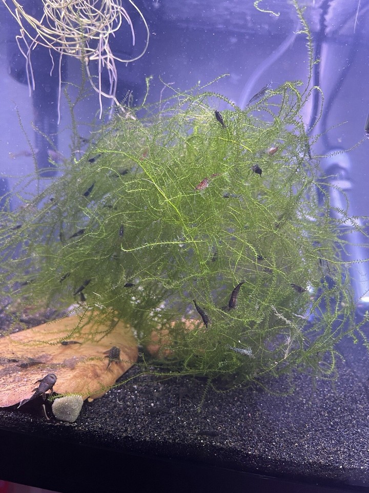 20+5 Wild Color Mix Skittle Neocaridina Shrimp Freshwater, Aquarium ...