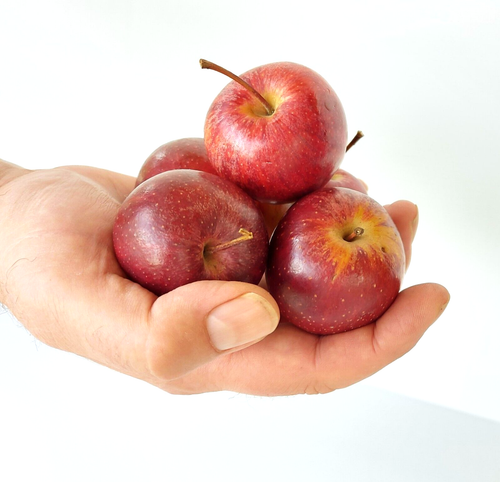 10 X MINI RED APPLE SEEDS-HEIRLOOM PLANT-POPULAR PLANT, FRUIT TREE ...